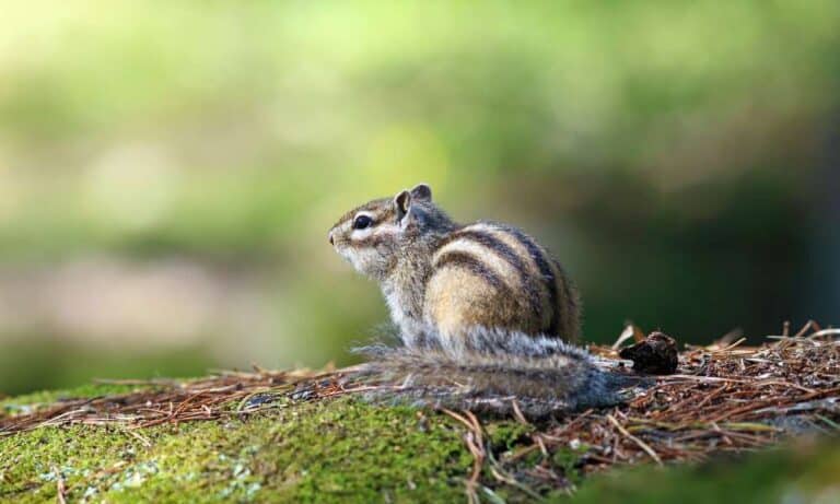 How To Keep Chipmunks Away From House Foundation | Just Home Concept